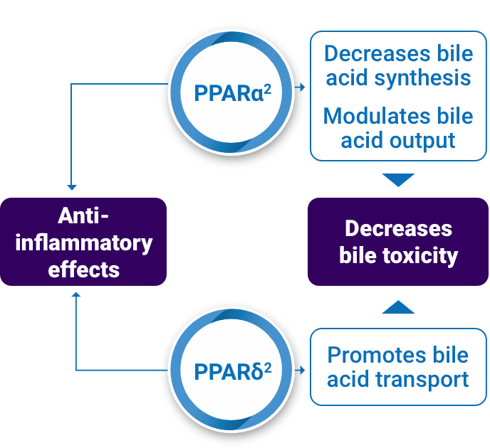IQIRVO: First-And-Only PPAR Alpha + Delta Activation Treatment ...