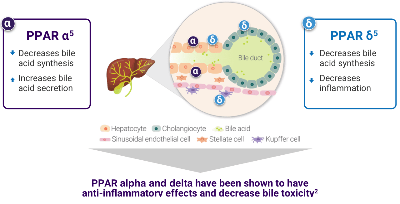 IQIRVO: First-And-Only PPAR Alpha + Delta Activation Treatment ...
